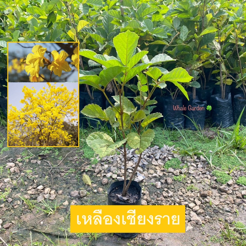 ต้นต้นเหลืองเชียงราย ต้นเหลืองเชียงราย (The Dwarf Golden Trumpet Tree ...