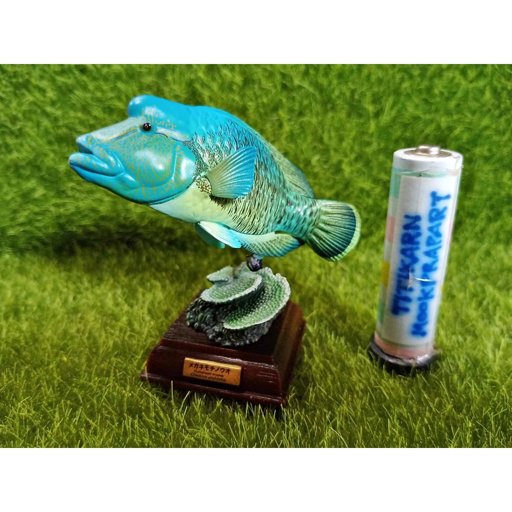 (มีของพร้อมส่ง) กาชาปองปลานกแก้วเขียวฐานไม้ Gashapon Nature Techni Colour Kitan Club Life is an ...