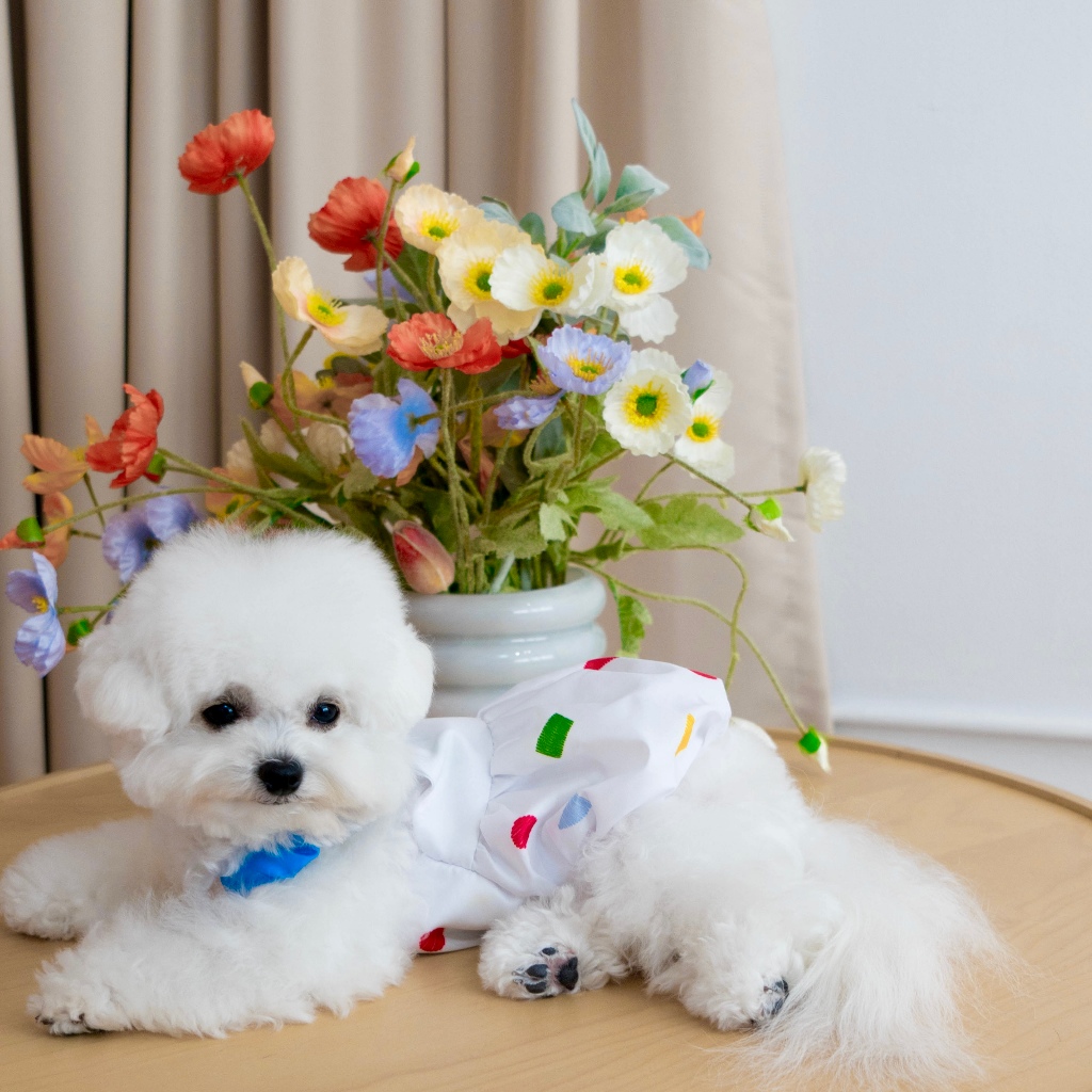 Pawxie - Pipo ชุดหมา ชุดแมว สีขาว กระโปรงบอลลูน | Shopee Thailand