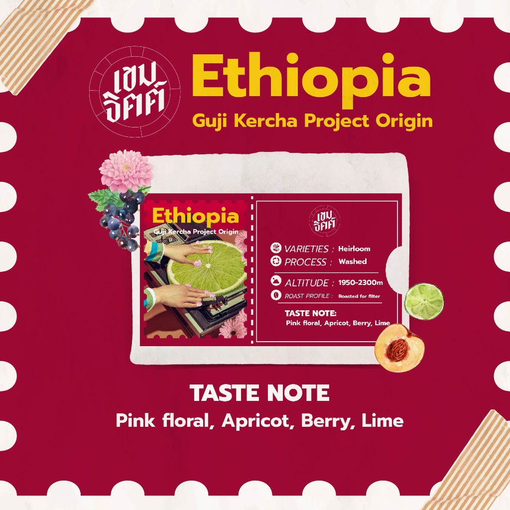 เมล็ดกาแฟคั่วอ่อน Ethiopia Guji Kercha Project Origin Washed Process ...