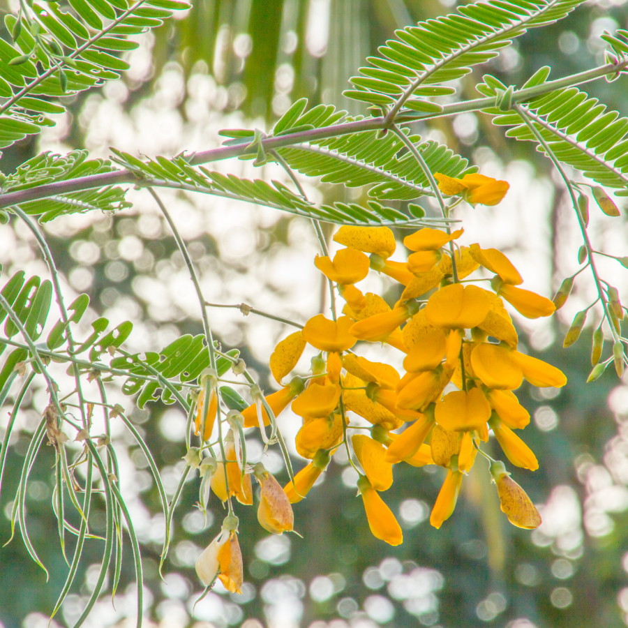 Sesbania Aculeata Seeds Pack - เมล็ด Dhaincha ออร์แกนิก 30 เมล็ดสำหรับ ...