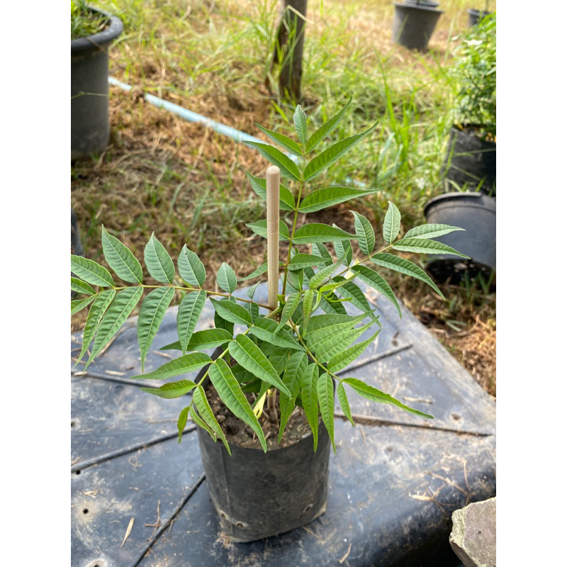 ต้นเซียงชุน/Toona sinensi（香椿) / ต้นทูนจีน | Shopee Thailand