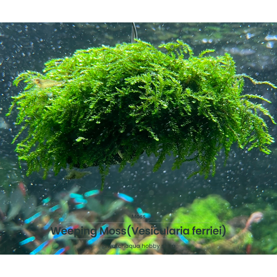 Weeping Moss (Vesicularia ferriei) | Shopee Thailand