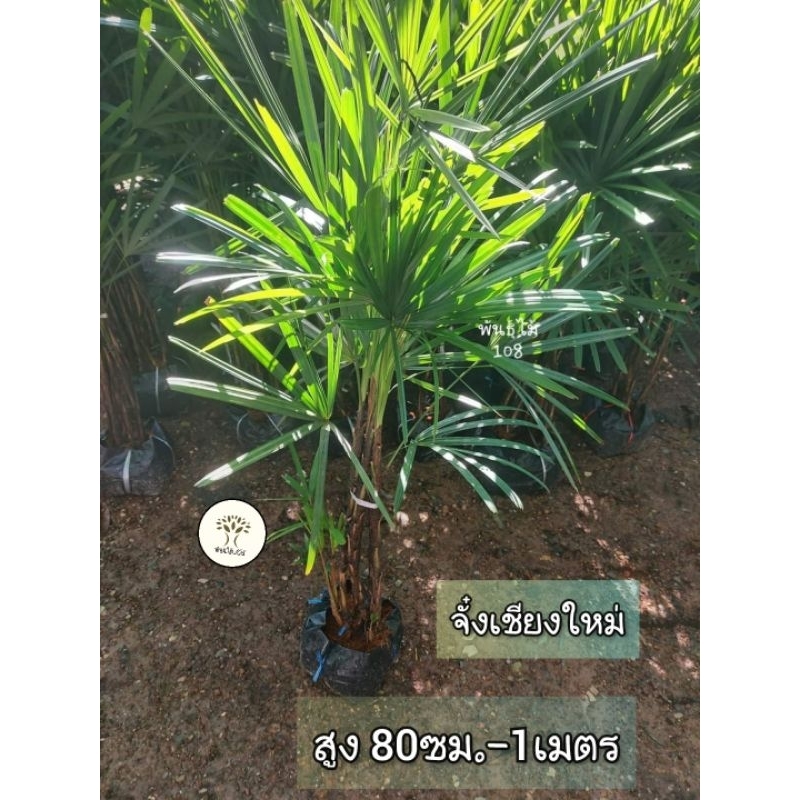 ต้นจั๋๋งไทยอหรือ ต้นจั๋งเชียงใหม่ เป็นต้นไม้ที่ช่วยฟอกอากาศได้ดี จั๋ง ...