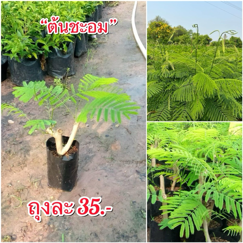 “ต้นชะอม” (กิ่งชำ) ถุงละ 35.- พร้อมส่ง | Shopee Thailand