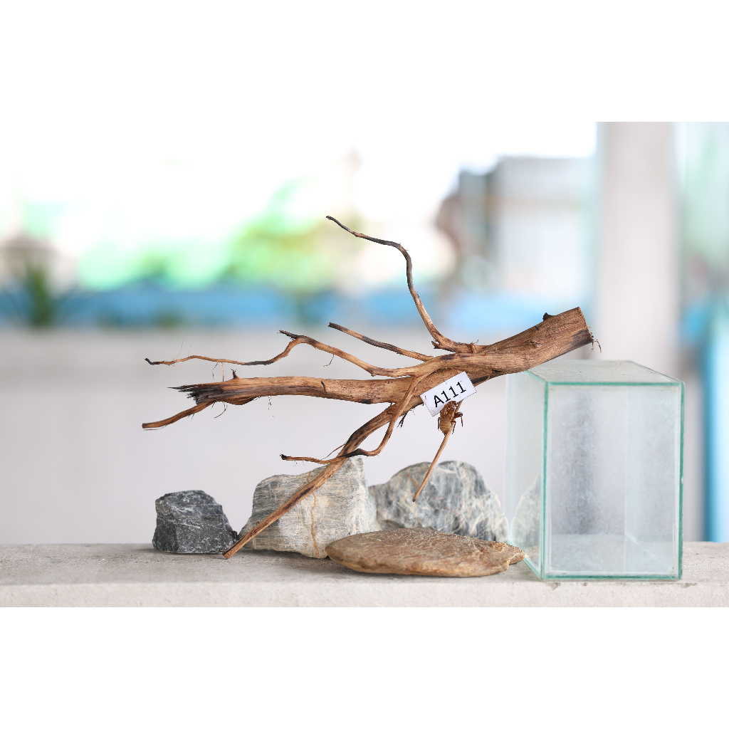 ขอนไม้ Set A111 Natural Wood | Shopee Thailand
