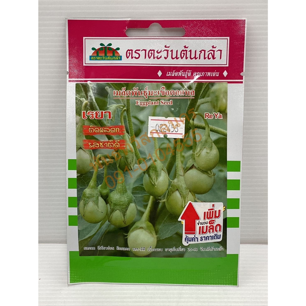 มะเขือตอแหลเขียว เรยา V64 | Shopee Thailand
