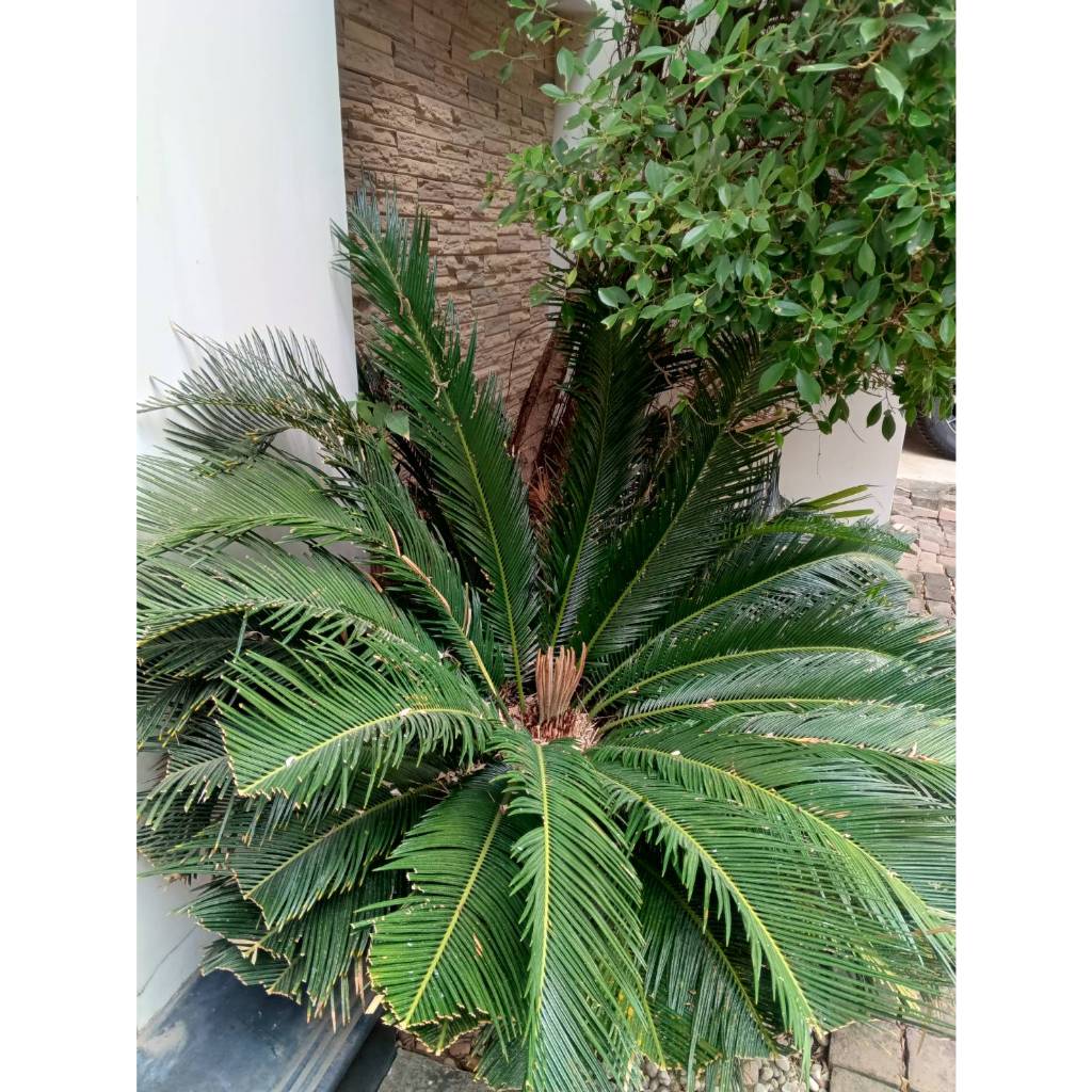 ต้น ปรงญี่ปุ่น Sago palm พร้อมปลูกในถุงดำ 59 บาท ปรง Cycad เลี้ยงง่าย ...