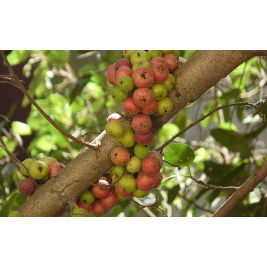 ต้นพันธุ์ มะเดือป่า มะเดือชุมพร หรือ มะเดื่อ อุทุมพร Cluster Fig tree เพาะเมล็ด ถุงดำพร้อมปลูก ...