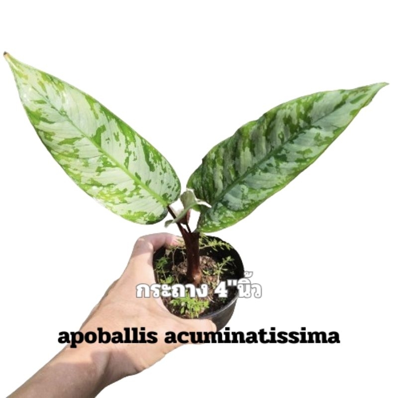 apoballis acuminatissima (ต้นกวักมณีเงินหลังแดง Red sword hamalomena ...