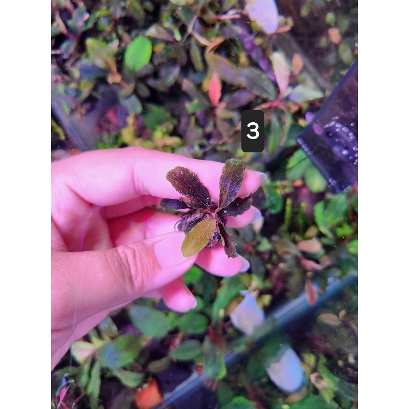 Bucep สวยๆ ใบน้ำ 100% Brownie Ghost Elnino 2015, Red Serenade | Shopee ...