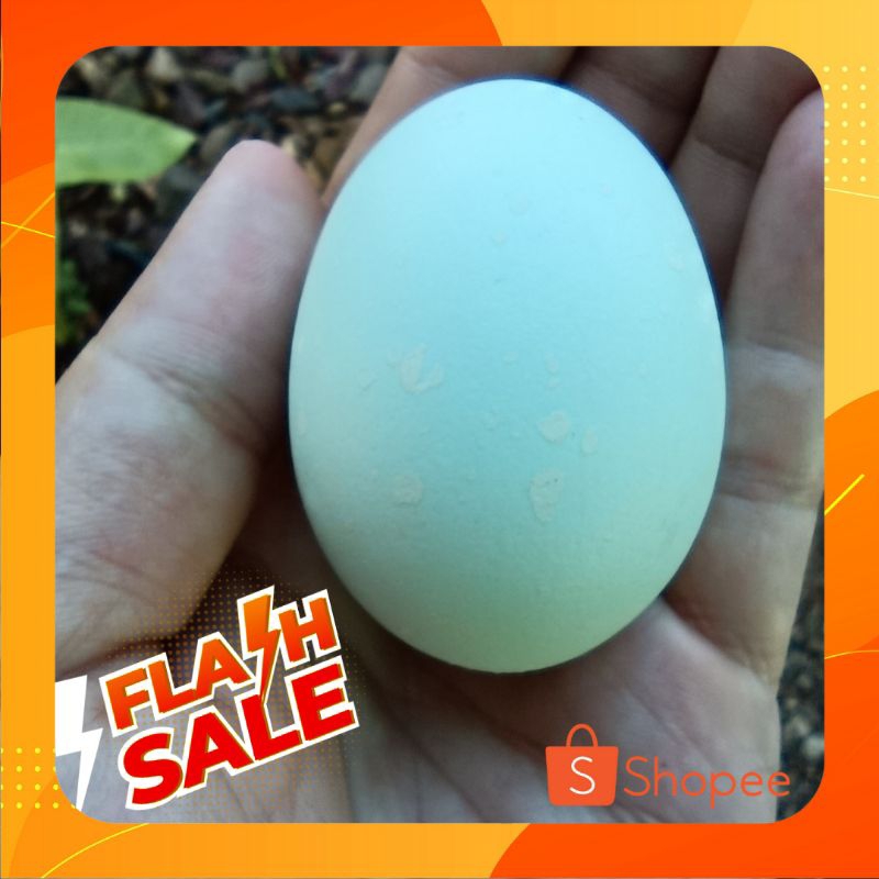 ไข่เชื้อไก่ไข่สีฟ้า พันธุ์ swedish isbar chicken | Shopee Thailand