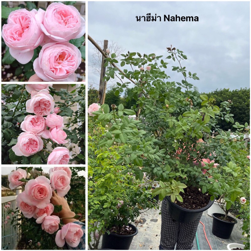 นาฮีม่า Nahema (กระถาง 15 นิ้ว) พุ่มสูงขนาดใหญ่กึ่งเลื้อย ดอกหอมมาก ดอก ...