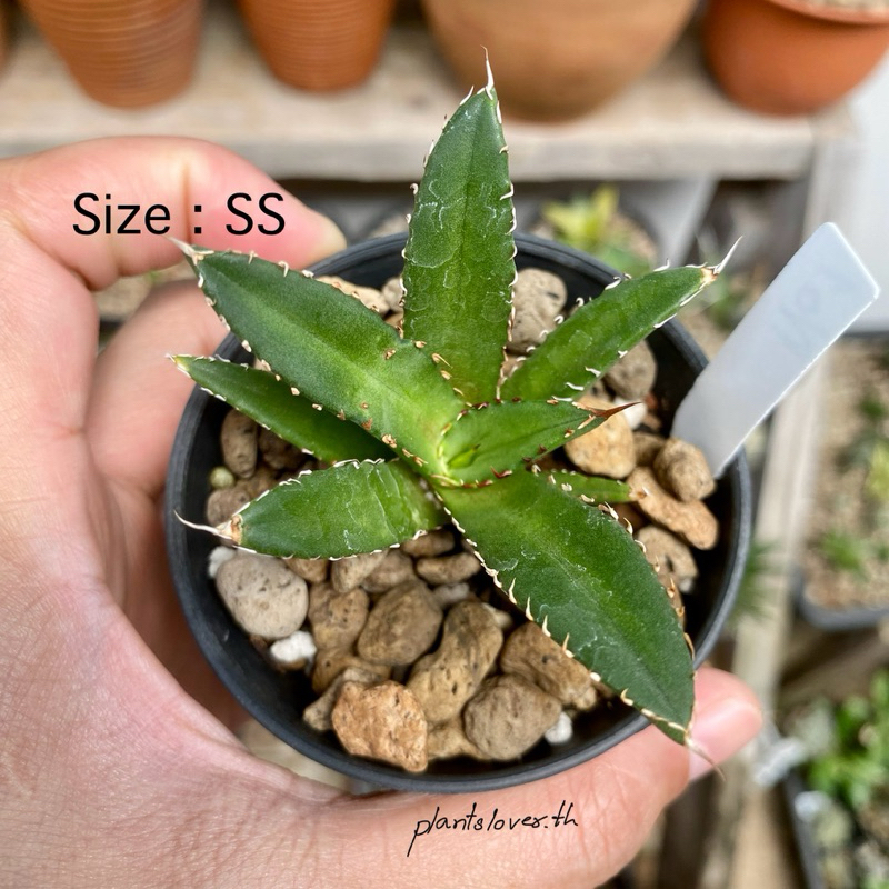 อากาเว่ Agave Titanota No1 compact (หน่อชำมีราก) | Shopee Thailand