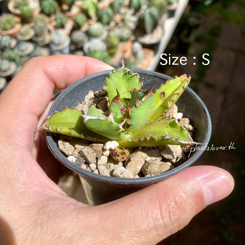 อากาเว่ Agave Titanota No1 compact (หน่อชำมีราก) | Shopee Thailand