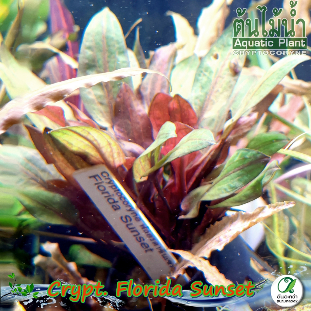 Cryptocoryne wendtii 'Florida Sunset' คลิปฟลอริด้าซันเซท | Shopee Thailand