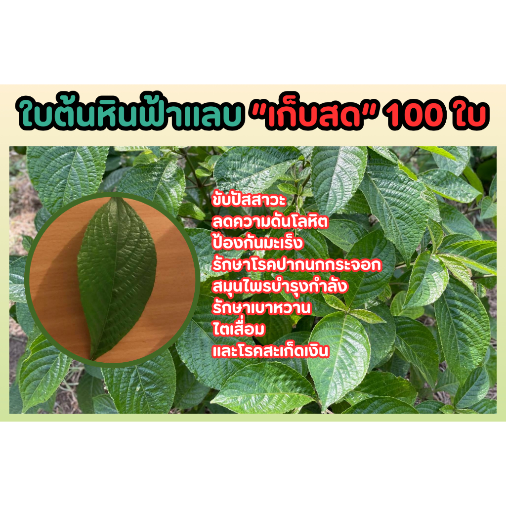 ใบต้นหินฟ้าแลบ 100 ใบ เก็บสด อบแห้ง สมุนไพร รักษา บำรุง ป้องกัน มะเร็ง ...