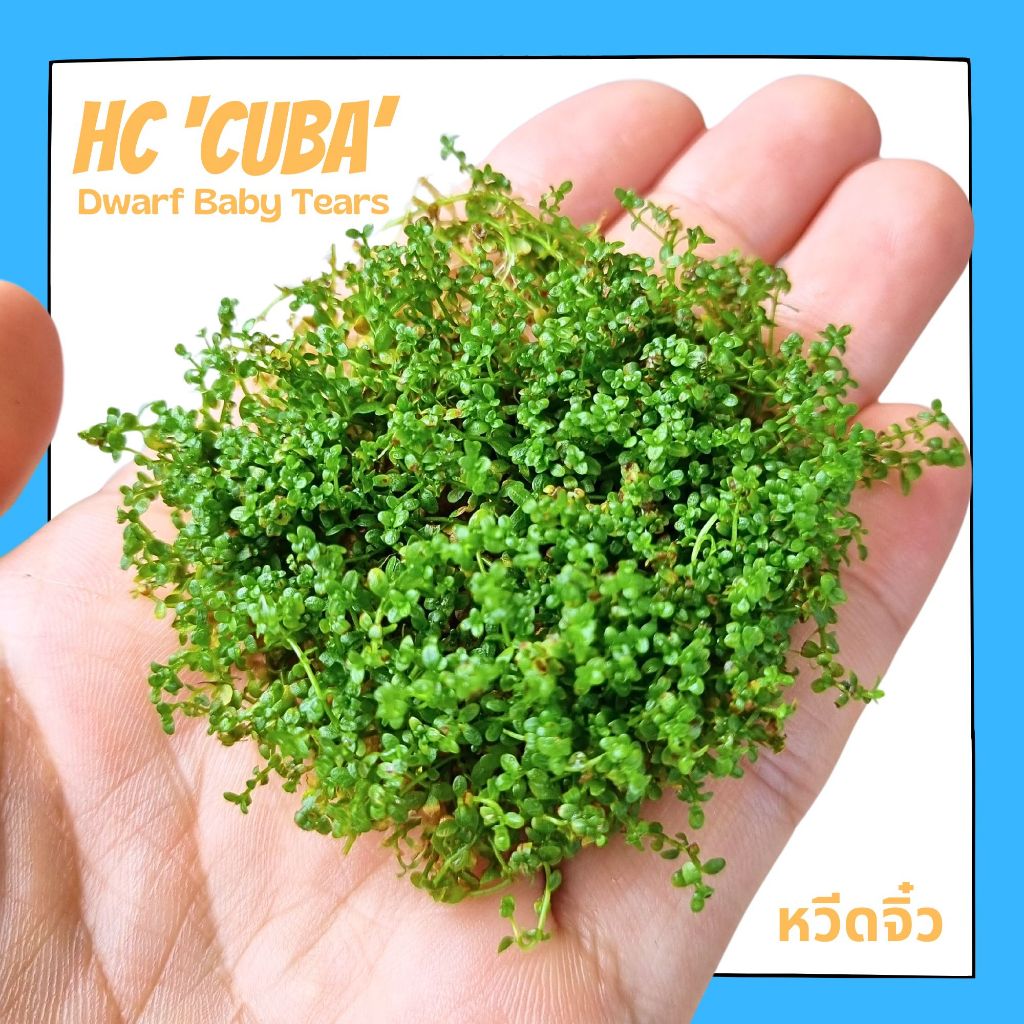 หวีดจิ๋ว ใบบก (ติดดิน) – HC ‘CUBA’ (Dwarf Baby Tears) ต้นไม้น้ำ ...