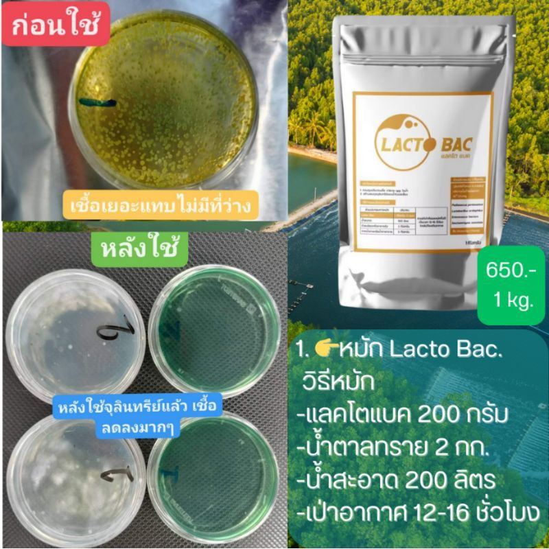 Lacto bac 1kg.(แลคโตแบค) | Shopee Thailand