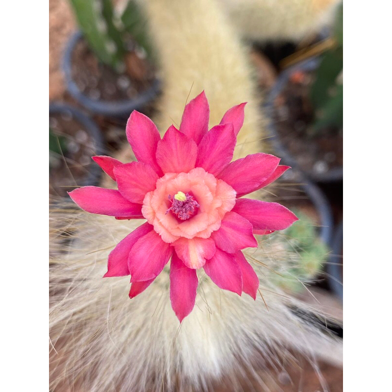 หางลิง ดอกใหญ่ กระถาง 2 นิ้ว | Shopee Thailand