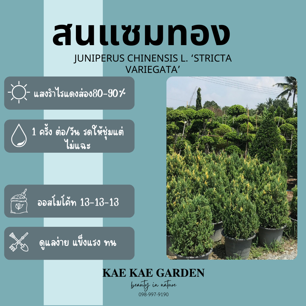 สนแซมทองJuniperus chinensis L. ‘Stricta Variegata’Chinese Juniper ...