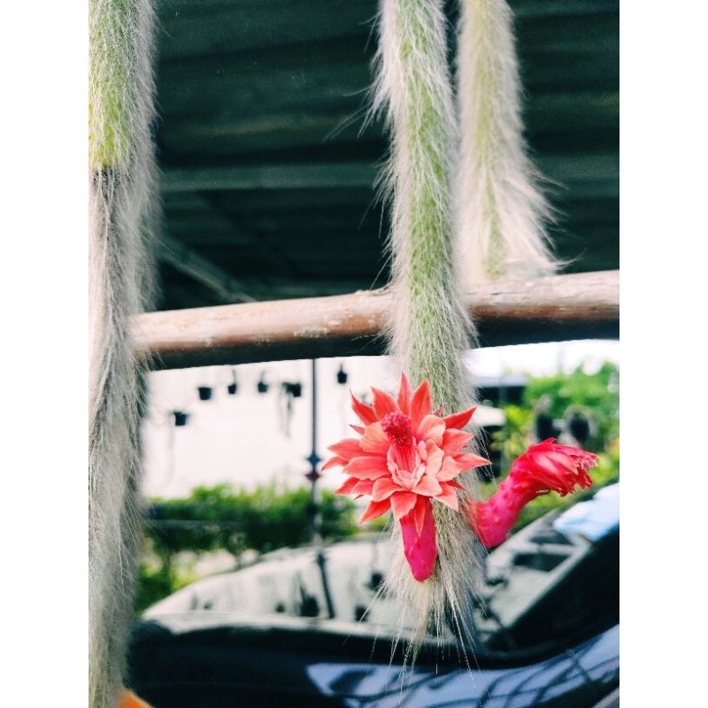 ตัดสดหางลิงแคคตัส ดอกแดง หางฟูๆดอกสีแดงสวยมากรับประกันความสวยตัดหน่อขาย ...