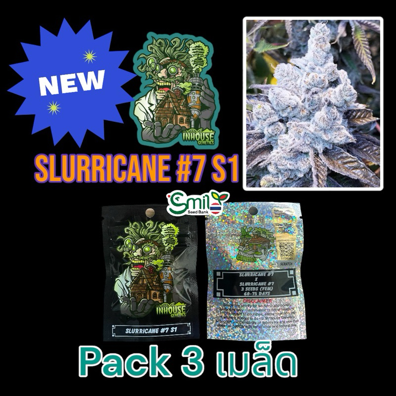 เมล็ดกัญชา Slurricane #7 S1 (Fem) - In House Genetics ยอดนิยม* | Shopee ...