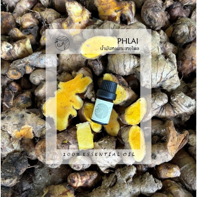 น้ำมันหอมระเหยไพล ชานาญา CHANAYA PHLAI 100% Essential oil | Shopee Thailand