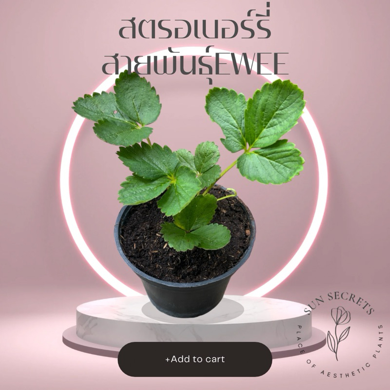ต้นสตรอเบอร์รี่สายพันธุ์Ewee | Shopee Thailand