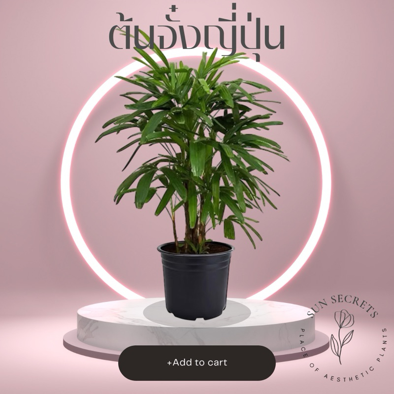 ต้นจั๋งญี่ปุ่น ไม้ฟอกอากาศดูแลง่าย เลี้ยงง่ายถึกทนสุดๆ | Shopee Thailand