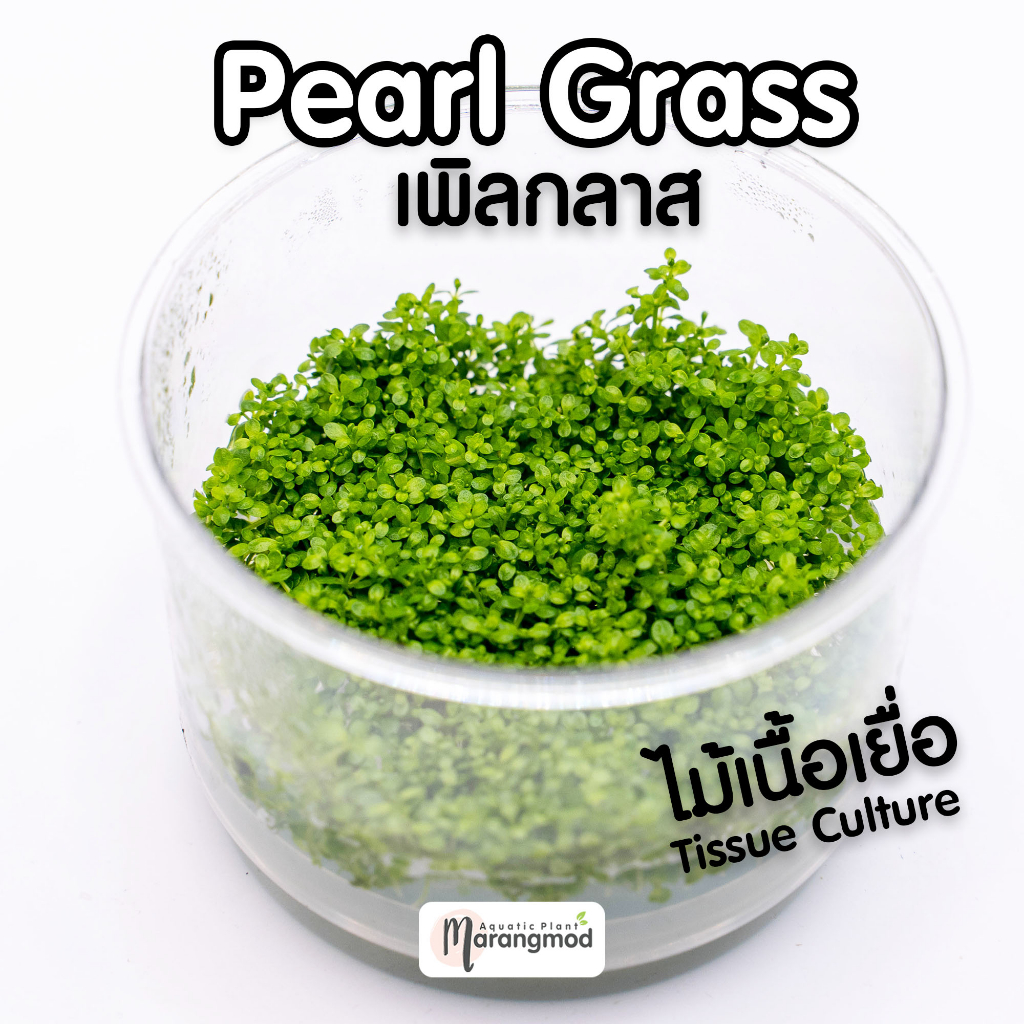 Pearl Grass เพิลกลาส (ไม้เนื้อเยื่อ Tissue Culture) | Shopee Thailand