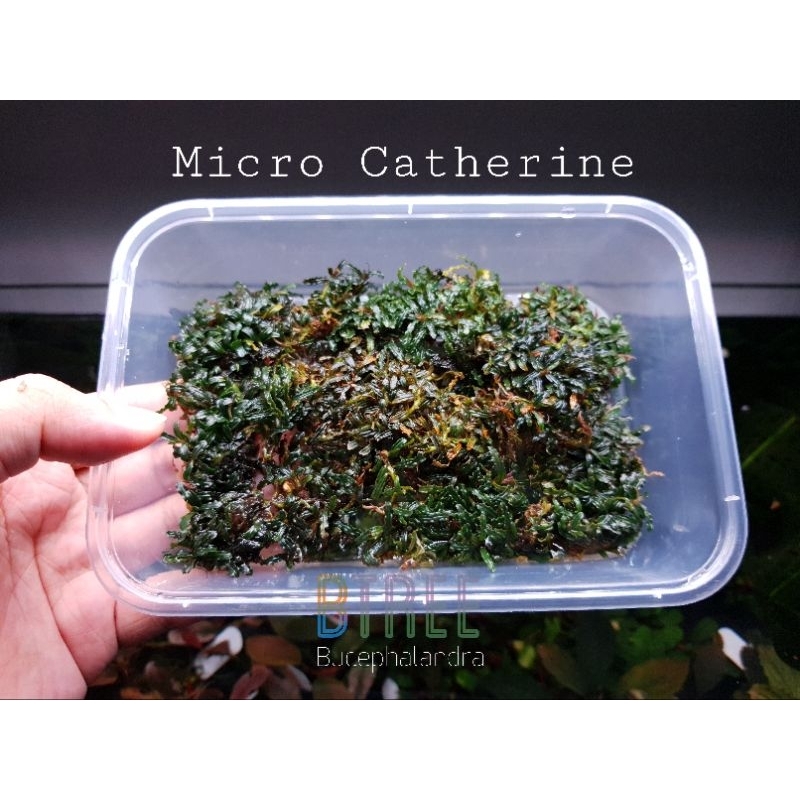 Bucephalandra Micro Catherine บูเซปใบเล็กที่สุดในโลก | Shopee Thailand
