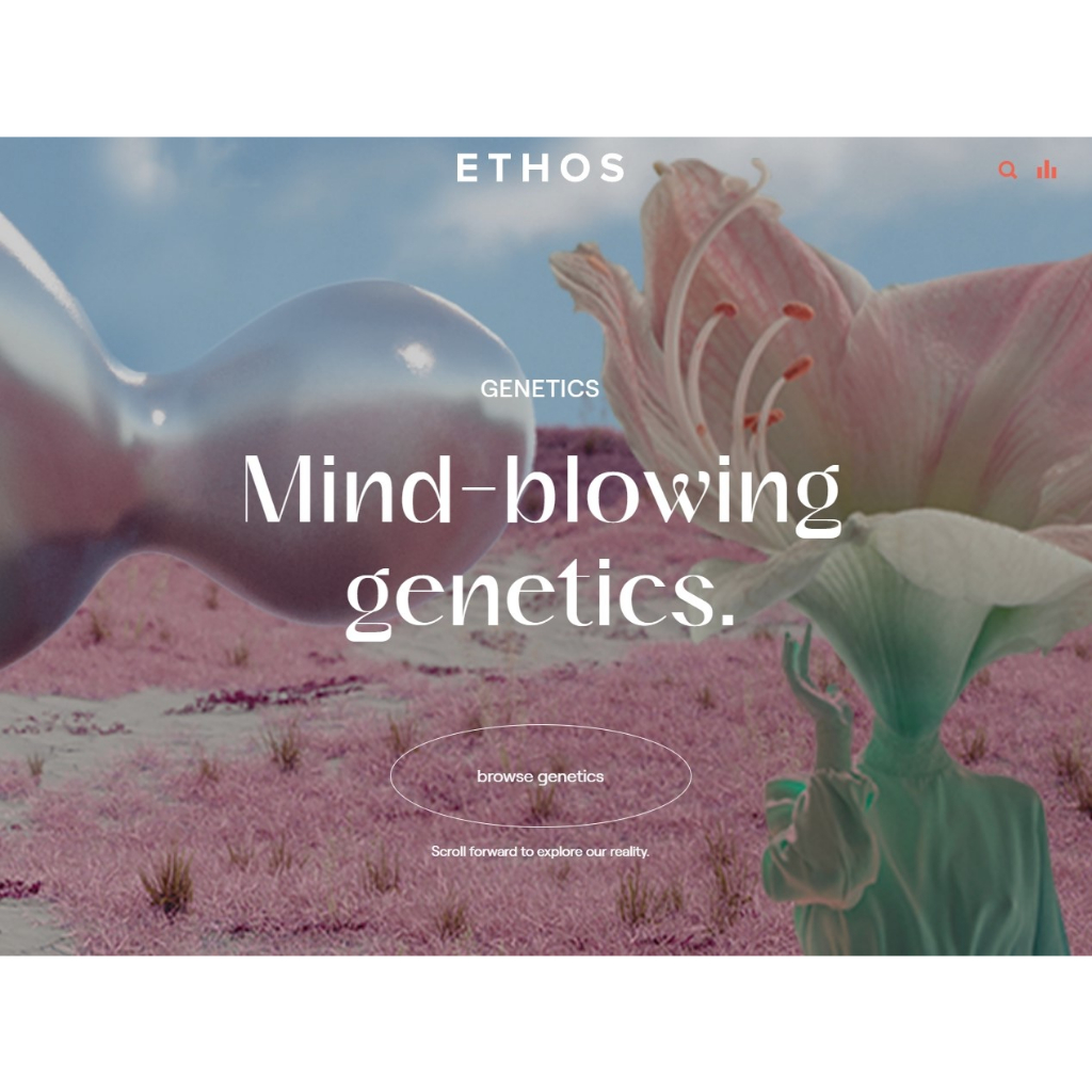 ใหม่!! ETHOS Genetics 2023 ALL Strains | Shopee Thailand