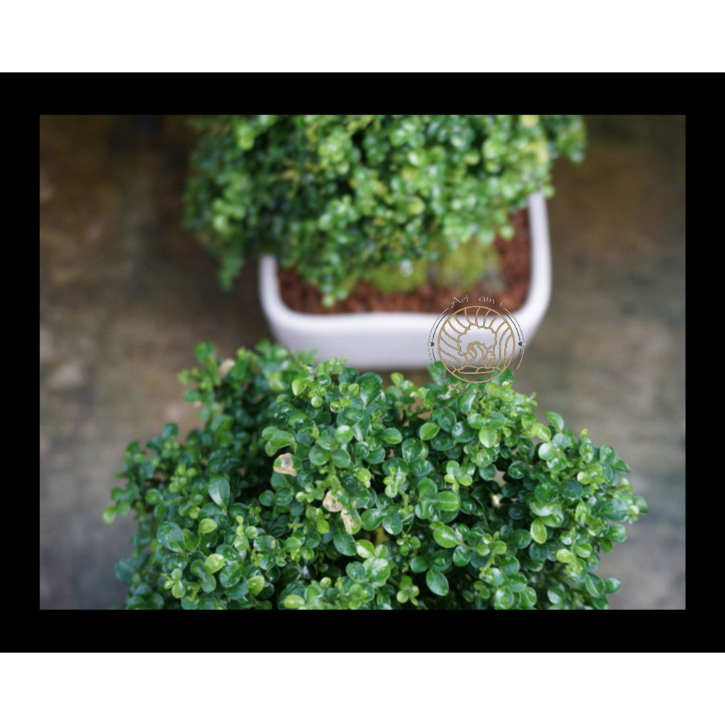 แก้วแคระ ใบละเอียด Dwarf Kamini (Dwarf Murraya Paniculata) ดอกสีขาว บอน ...