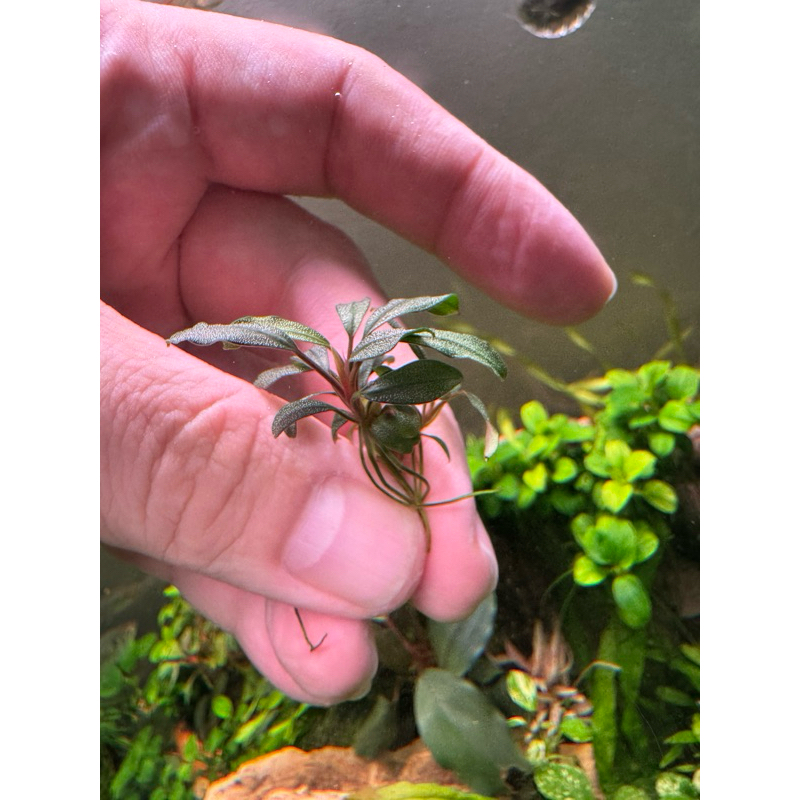 บูเซ็บบราวนี่โกส bucep brownie ghost sp (tc) (พักในน้ำแล้ว) | Shopee ...