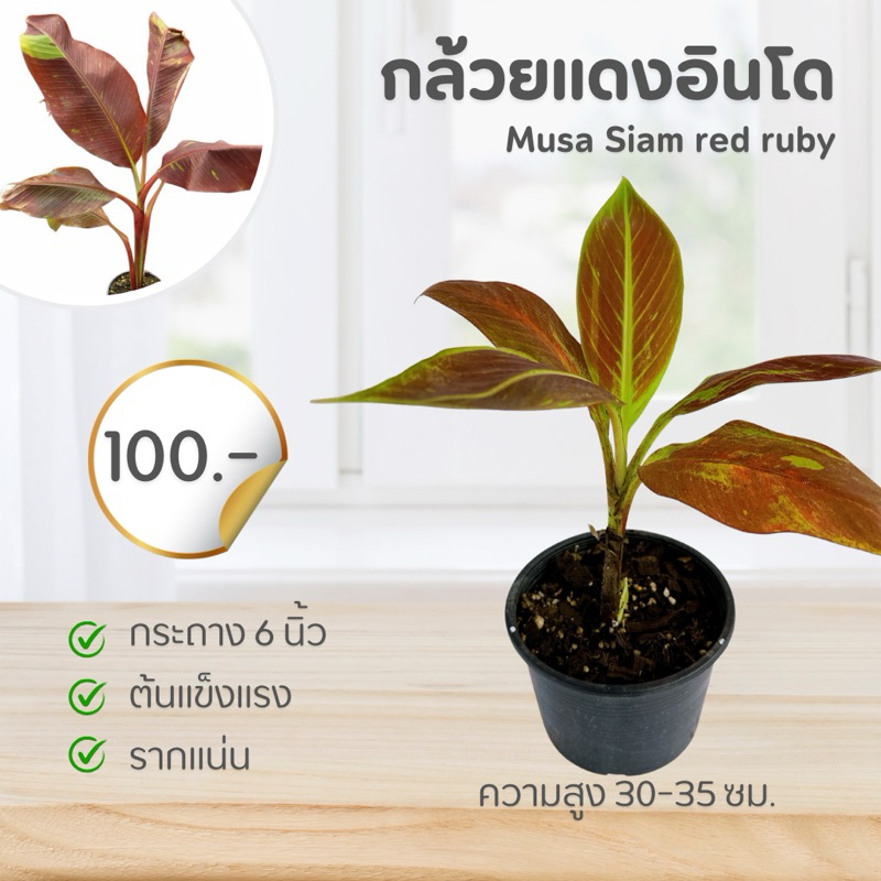 กล้วยแดงอินโด : Musa siam red ruby | Shopee Thailand