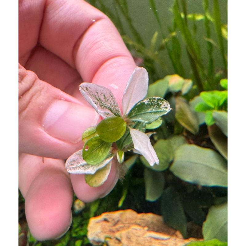 Bucep malaway pink บูเซ็บใบด่างขาวชมพู | Shopee Thailand