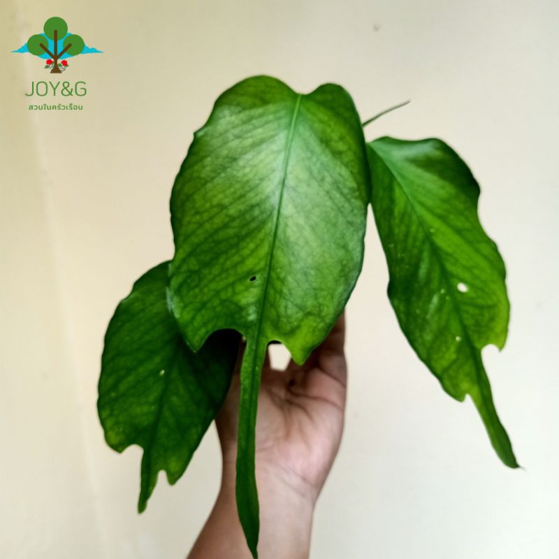 อิพิปลากระเบน กระถาง 3 นิ้ว (Epipremnum pinnatum skeleton key) | Shopee ...