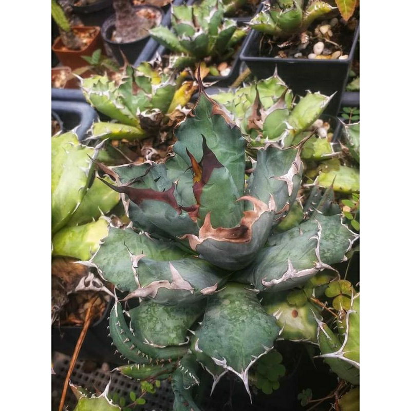 อากาเว่ Agave titanota no.1 compact ไม้หน่อ | Shopee Thailand