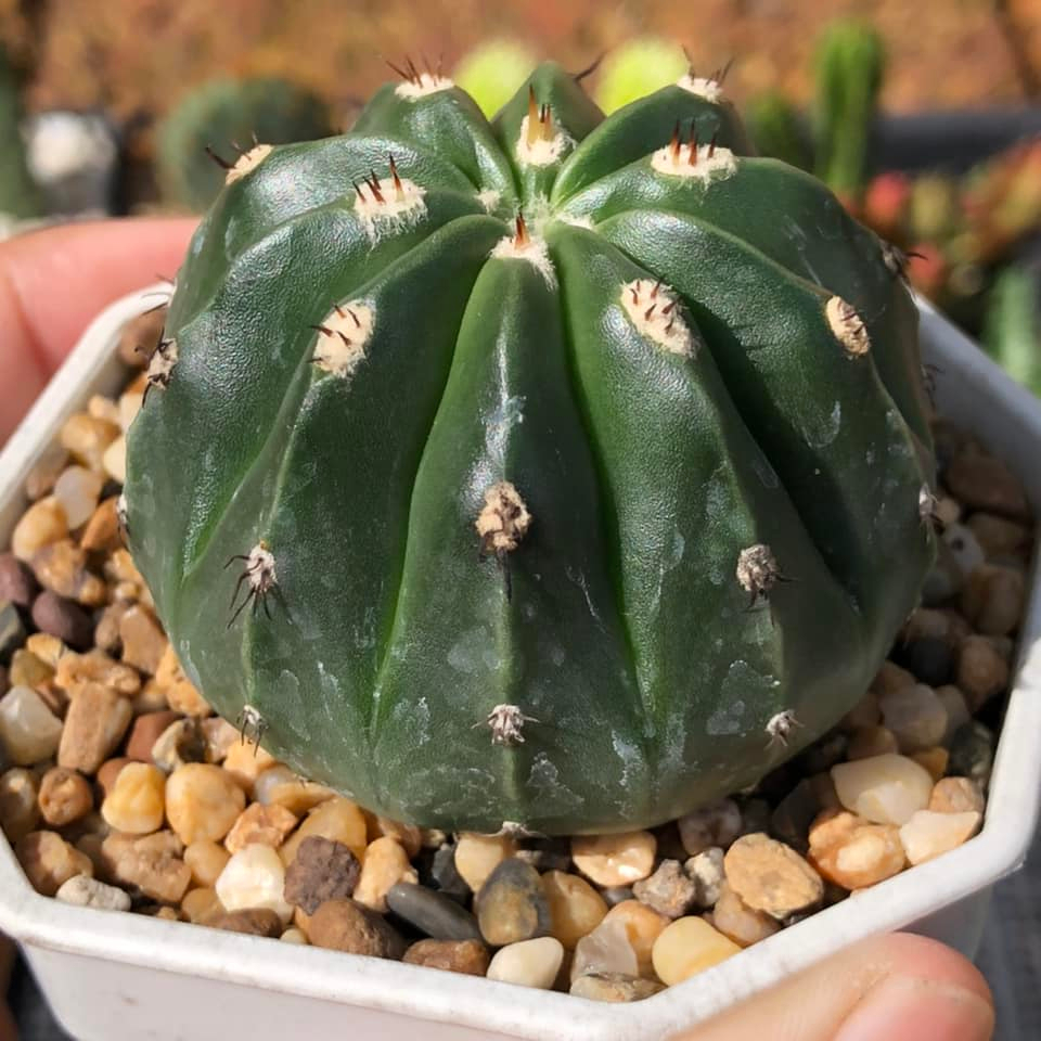 เมโลหนามกุด | แคคตัส Cactus | กระบองเพชร | Shopee Thailand