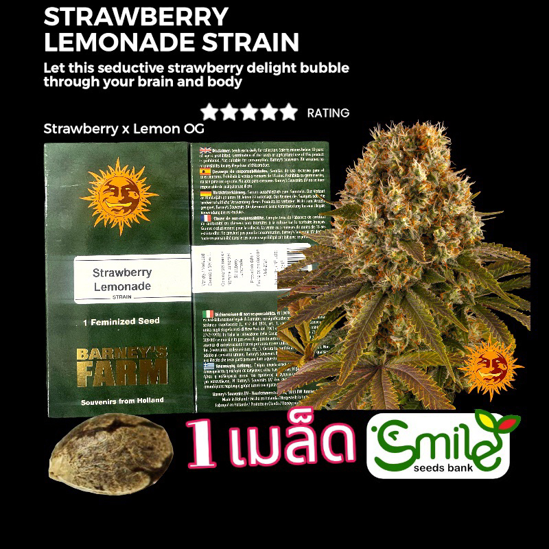เมล็ดกัญชา Strawberry Lemonade (Fem) - Barney’s Farm | Shopee Thailand