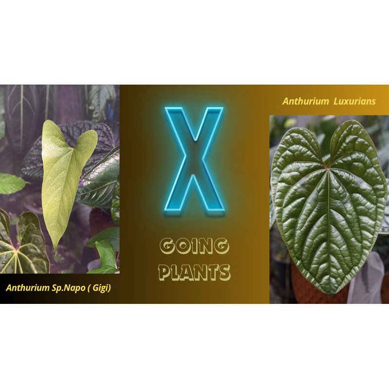 anthurium Sp.Napo (Nigolaminum GIgi)x Luxurians | Shopee Thailand