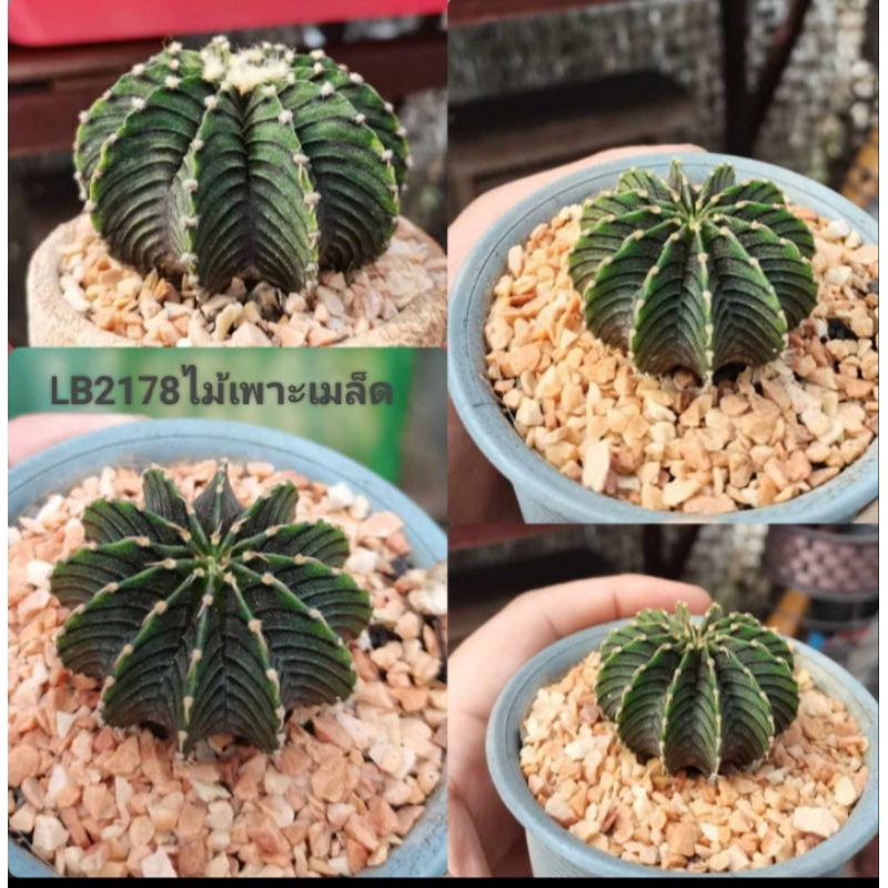 LB2178 ไม้เพาะเมล็ด ขนาด กำลังโตมีสองขนาด | Shopee Thailand