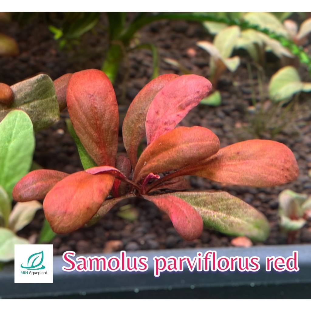 Samolus parviflorus red ไม้หน้าตู้ สีแดง โตช้า สำหรับคนขี้เกียจตัด ...