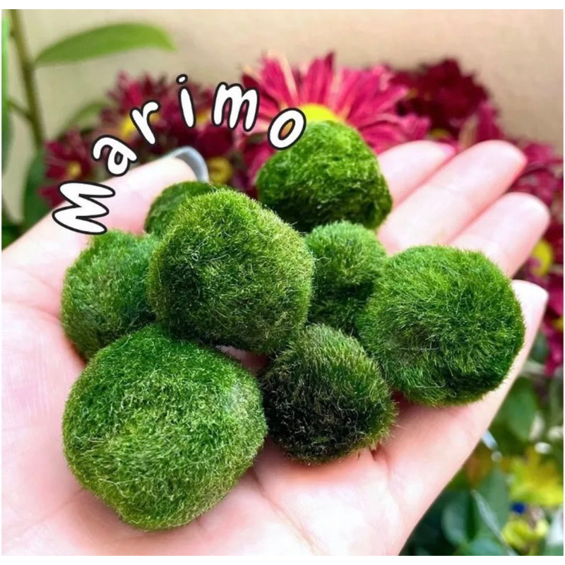 มาริโมะ🔥 ยุโรป 2-2.5 Cm.(ซื้อ2ลูกเเถมปุ๋ยอาหาร) Marimo Mossball สาหร่ายนำเข้า | Shopee Thailand