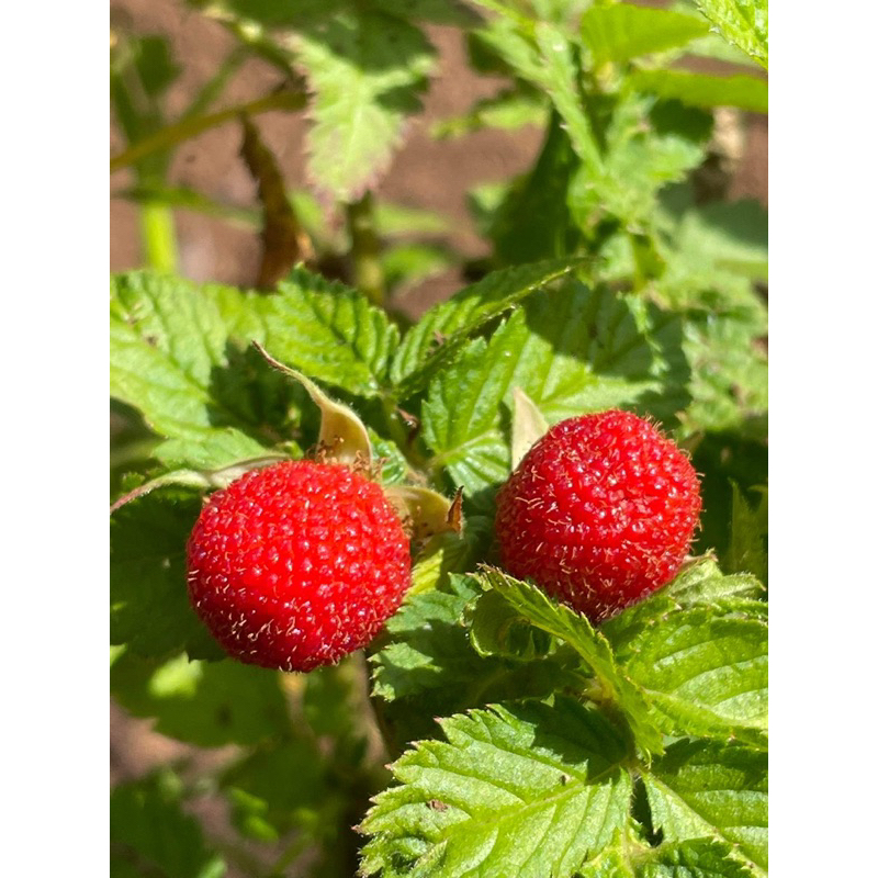 ราสเบอร์รี่ ผลสีแดง พันธุ์เอเธอร์ตัน ( Atherton Raspberry ) กล้าละ250 ...