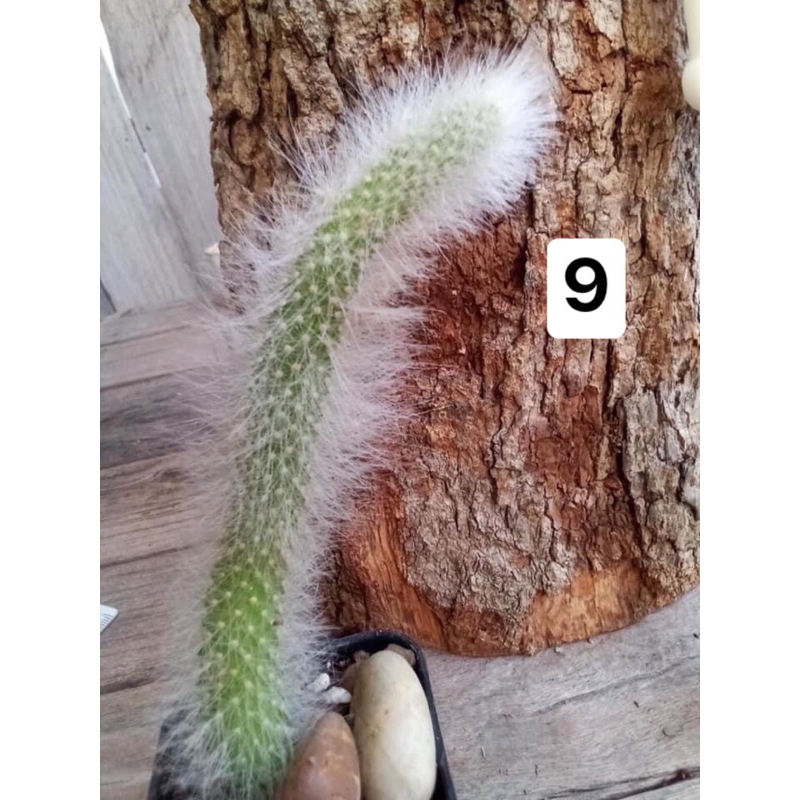 หางลิงขนฟู(เป็นไม้ราก)ทุกต้นแข็งแรงสมบูรณ์ | Shopee Thailand