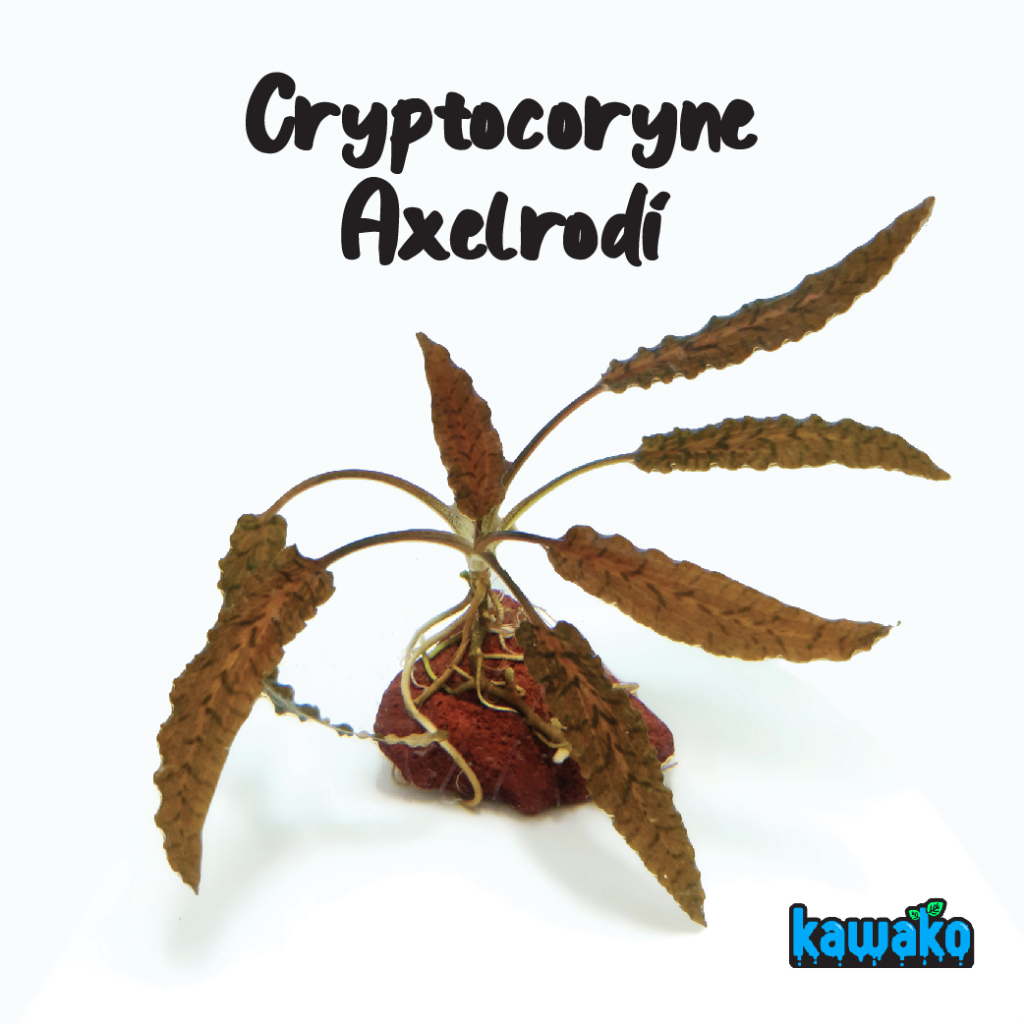 Cryptocoryne Axelrodi ( Submersed ) / คริป แอ็กเซลโรดิ ( ใบน้ำ 100% ...