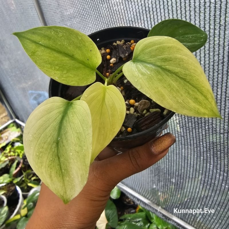 บุษราคัมฟูลมิ้น Homalomena Rubescens Mint | Shopee Thailand