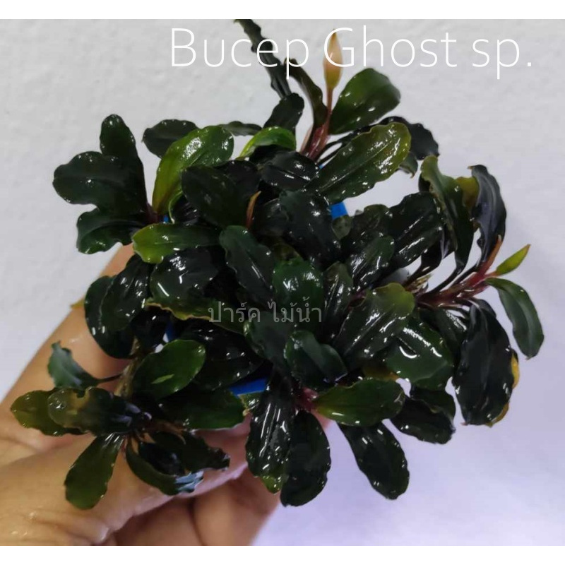 Bucep Ghost sp บูเซปโกส sp ร้านปาร์ค ไม้น้ำ พร้อมส่ง | Shopee Thailand